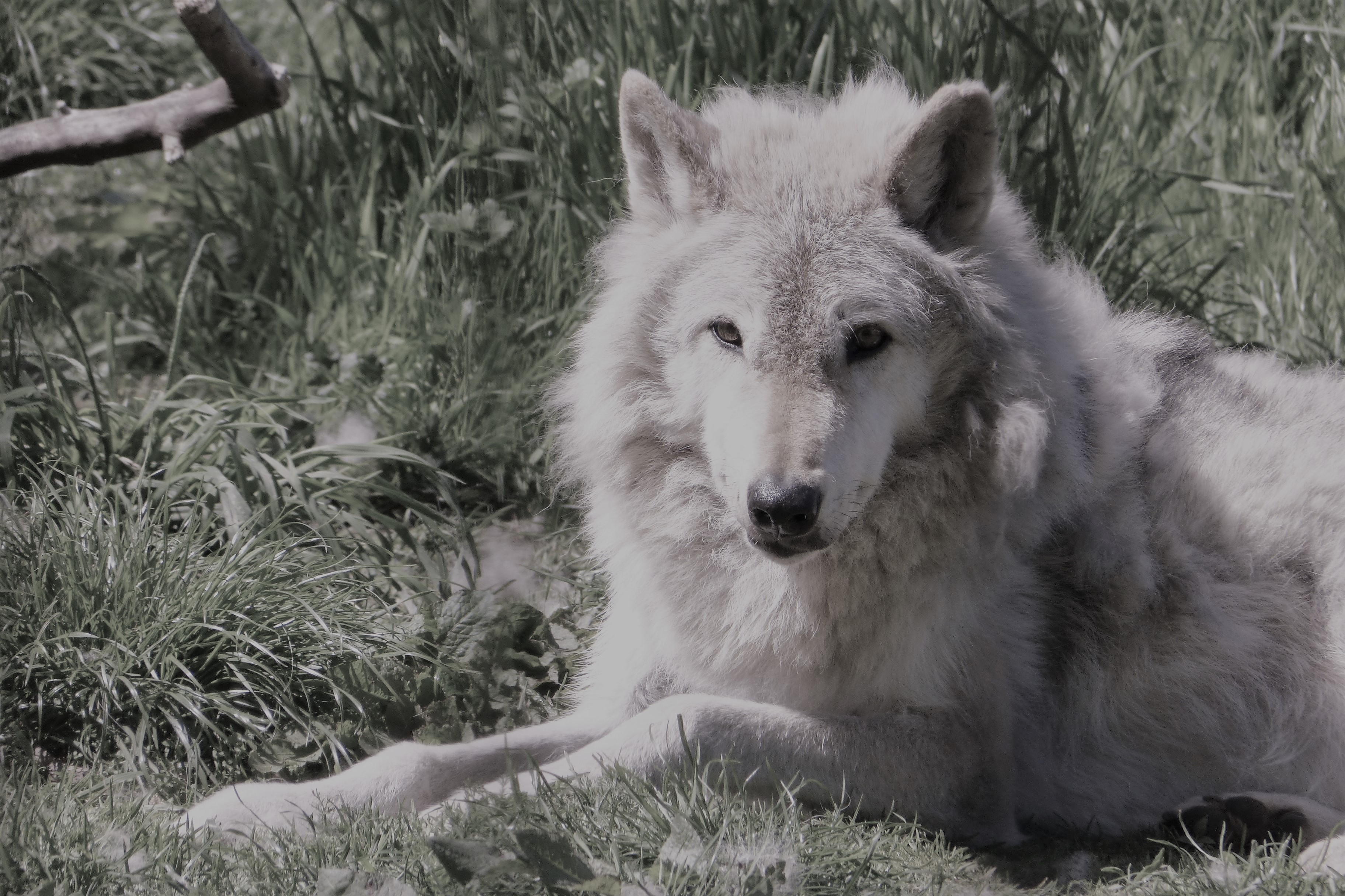 Words on Wolves – Writing about the world of lupine literature